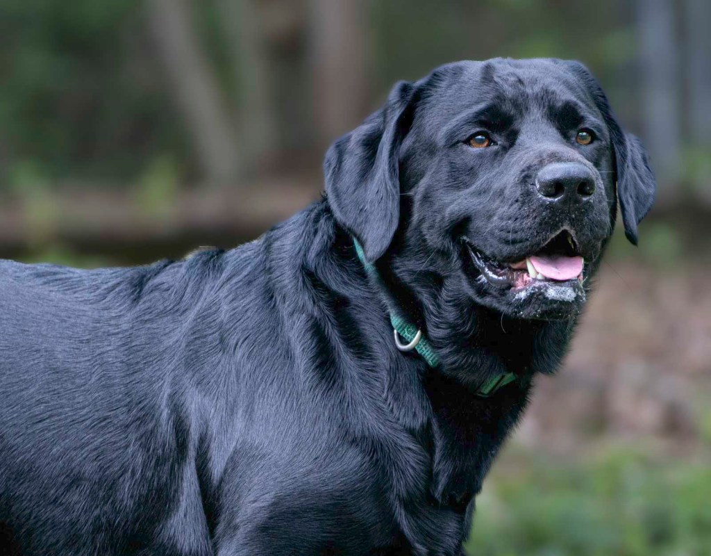 Labrador Retriever Photography St. Louis - Outdoor Pet Photography