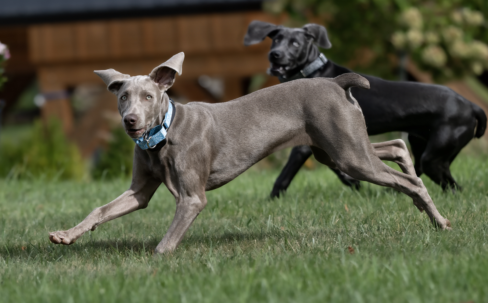 Common Dog Photography Mistakes (With Fixes) - Outdoor Pet Photography