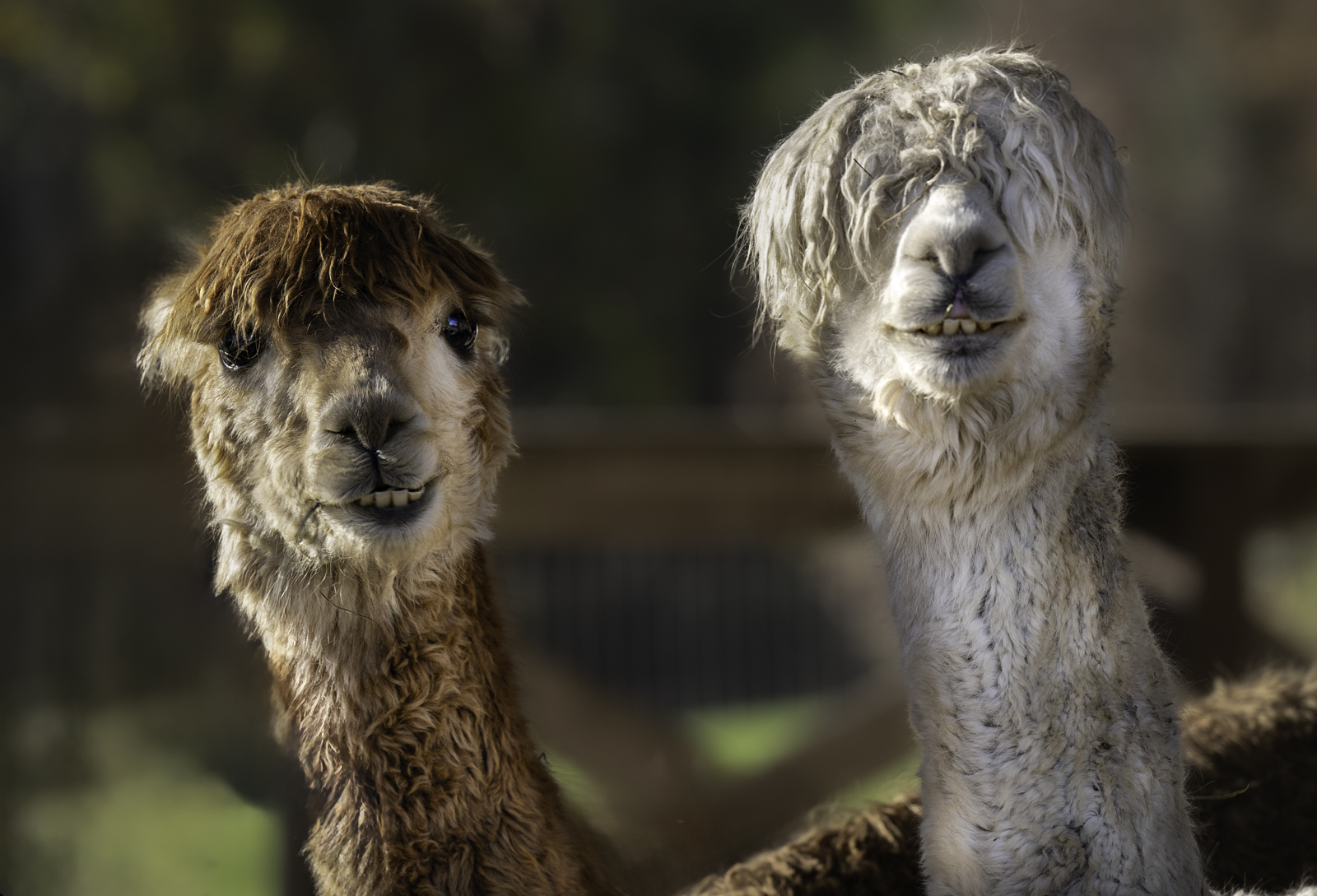 Alpaca Photography - Outdoor Pet Photography