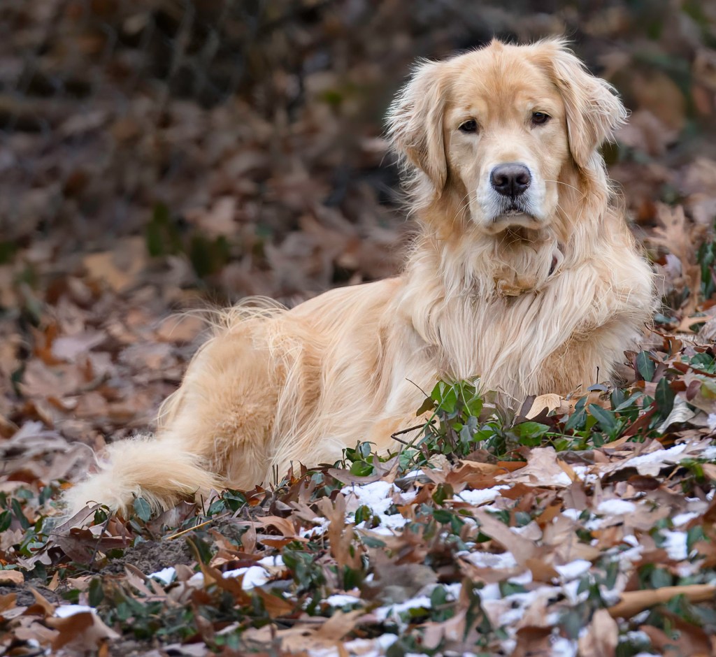 Gracie's Tales: Heartfelt dog stories from Outdoor Pet Photography